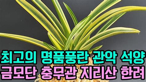 최고의 명품풍란 관악 석양 금모단 충무관 지리산 한려 풍란부귀란 꽃밭에서 난원 난테크 재테크 식테크 초특가 춘란 Orchid 원예 반려식물 난초 키우기 초록초록 정원