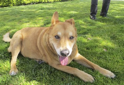 Dingo Lab Mix Dingo Lab Mix