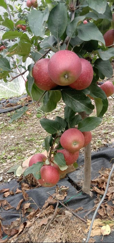 Nitish Mandal On Linkedin I Personally Love The Tast Of Devil Gala Its About To Harvest