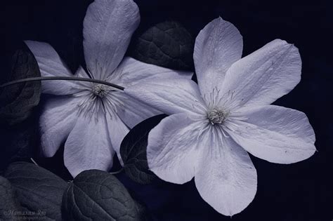 Сон во сне полёт мотылька фотоблог