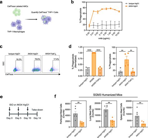 The Siglec 6 Mab Ak04 Reduces Human Mcs Via Antibody Dependent Cellular Download Scientific
