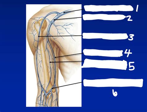 Upper Extremity Venous Anatomy Diagram Quizlet