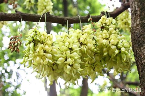 清远最全赏花攻略带家人一起去看花海 知乎