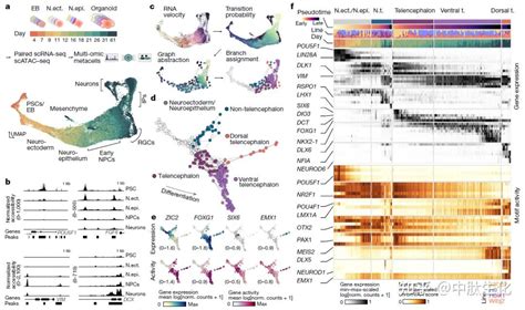 Nature：绘制人类大脑类器官发育的多组学图谱 知乎