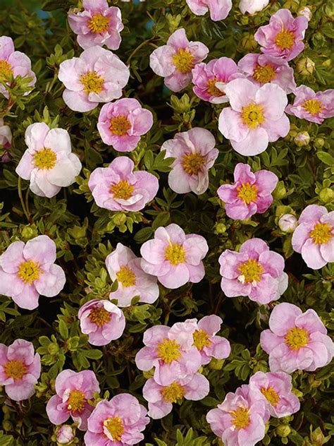 Лапчатка кустарниковая Принцесс (Блинк) купить в питомнике с посадкой в ...