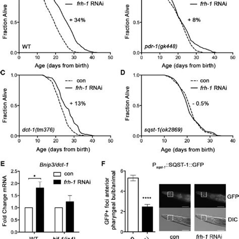 Pdf Iron Starvation Induced Mitophagy Mediates Lifespan Extension