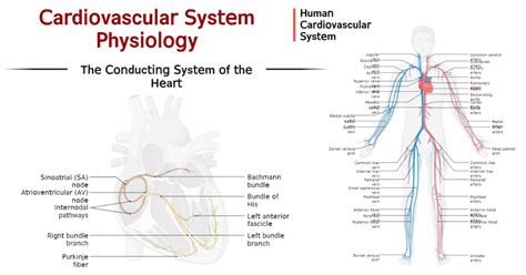 Cardiac Conduction System