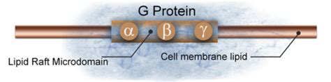Schematic Representation Of A Lipid Raft Microdomain Download Scientific Diagram