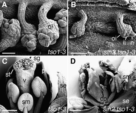 Scanning Electron Micrographs Of Interactions Download Scientific Diagram