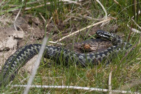 Yorkshire Field Herping And Wildlife Photography First Sign Of Mating Adders This Year