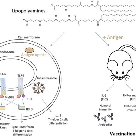Self Amplifying Rna Vaccines Where This Rna Derived From And Alphavirus Download Scientific