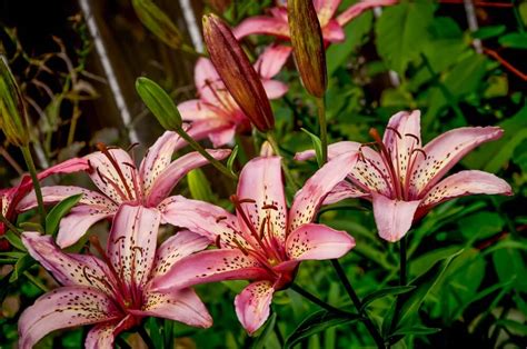 Stargazer Lily Care How To Plant Grow And Help Them Thrive