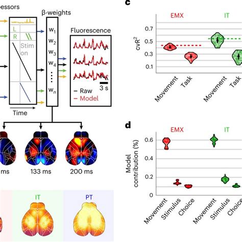 Pyramidal Neuron Specific Differences Are Evident In The Location And