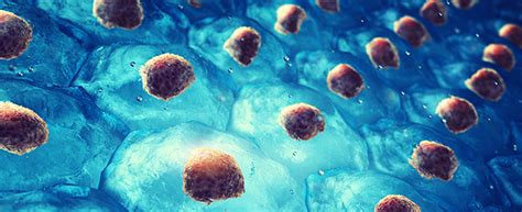 줄기세포란 줄기세포 N Biotek