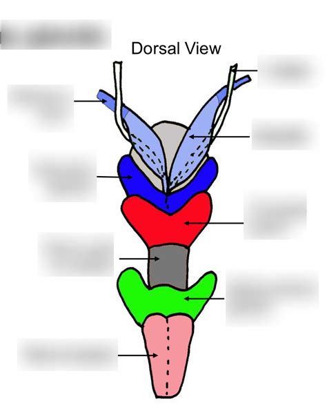 Male Sex Accessory Glands Diagram Quizlet