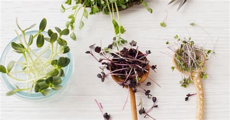 신선한 붉은 양배추 붉은 무 해바라기 세련된 숟가락과 유리 항아리에 녹색 완두콩 콩나물 흰색 나무에 가위 평면도 집에서 성장하는 마이크로 그린 다른 마이크로