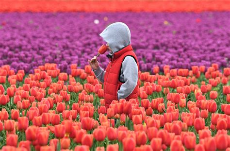 Pojke Tulpaner Blommor Skagit Gratis Foto På Pixabay Pixabay