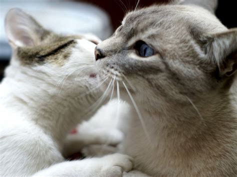 Los Gatos Y El Sexo Mascotas
