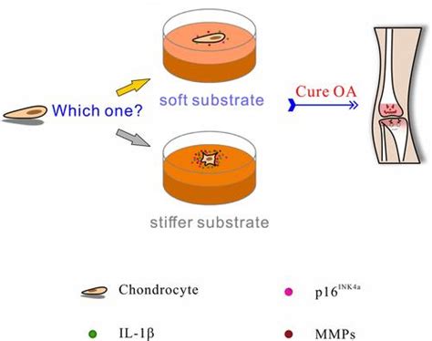 通过基质刚度调节调节软骨细胞衰老 Journal Of Applied Polymer Science X Mol