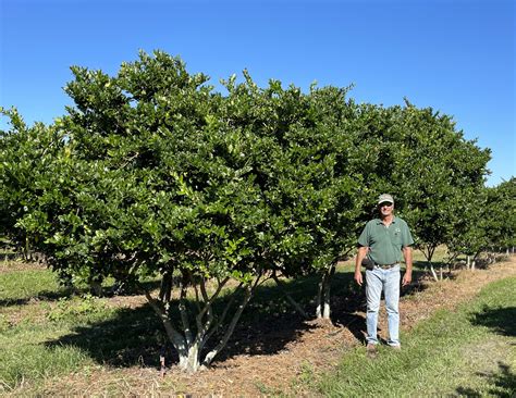 Ligustrum Tree Ligustrum Delavayanumdelavay Privetrhs Gardening