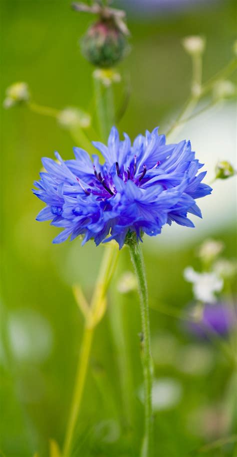 무료 이미지 자연 목초지 꽃 무늬의 녹색 생기게 하다 식물학 플로라 야생화 닫다 수레 국화 세부 아름다운 영상 예쁜 치커리 매크로 사진 꽃