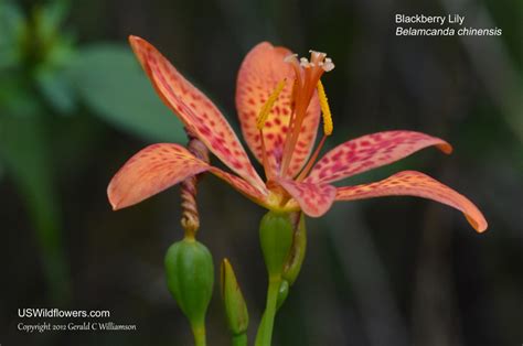 Us Wildflower Blackberry Lily Leopard Flower Leopard Lily Iris Domestica
