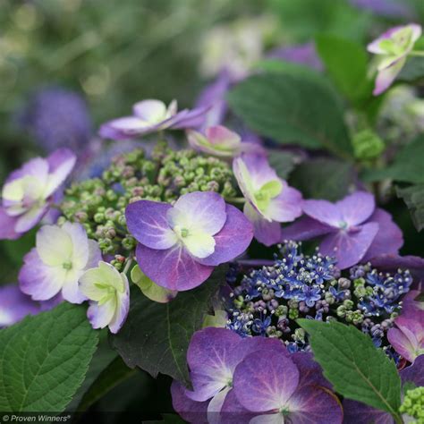 Hydrangea Tuff Stuff 3 Greenwood Creek Nursery