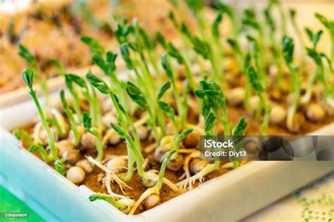 집에서 컨테이너에서 마이크로그린을 재배합니다 정원사는 채소밭이나 실험실에서 파슬리의 어린 묘목을 심습니다 가정 정원 가꾸기 용기에 싹을 틔운 콩 건강한 먹거리 재배 0명에