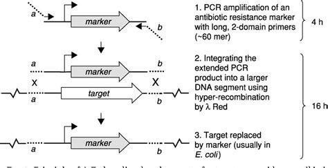 Figure 1 From Lambda Red Mediated Genetic Manipulation Of Antibiotic