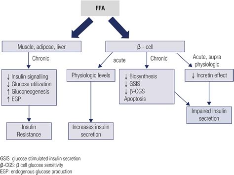Effect Of Free Fatty Acids On Insulin Secretion Insulin Sensitivity