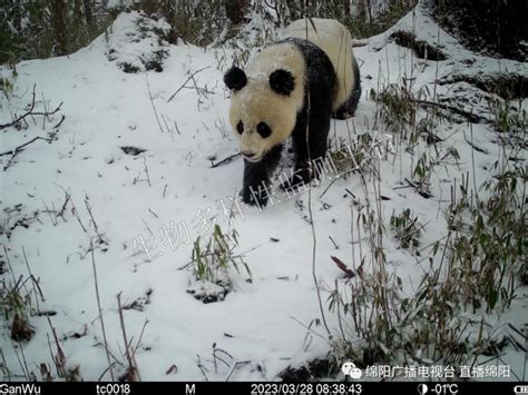 两月三次拍到大熊猫 这是在国宝家门口装了监控？腾讯新闻