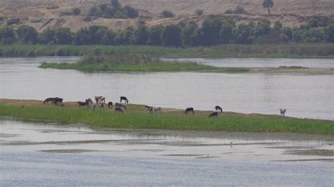 جلود الحمير تفجر صراع التجارة والانقراض بمصر صحيفة الخليج