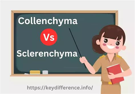 Collenchyma And Sclerenchyma Best 05 Comparison Keydifference