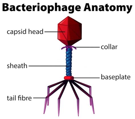 Bacteriophage Structure Labeled