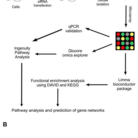 Schematics Of Microarray Analysis On Plaursi Cells A Flowchart