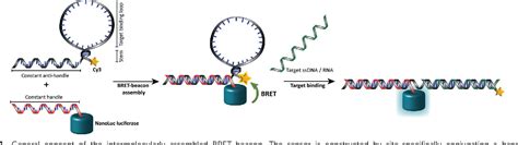 Figure 1 From Nucleic Acid Detection Using Bret Beacons Based On Bioluminescent Proteindna