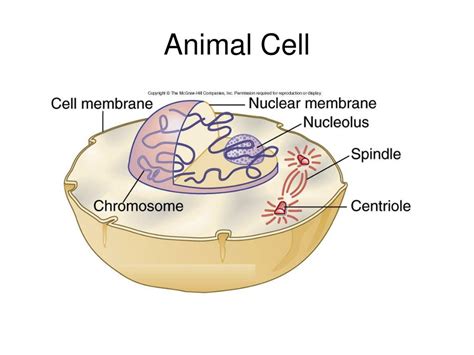 Ppt Animal Cell Powerpoint Presentation Free Download Id1814581