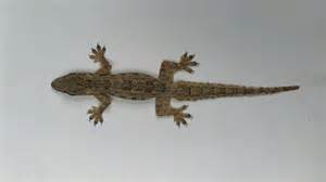 Trik Ampuh Mengusir Cicak Dengan Bahan Dapur Yang Mudah Ditemukan Coba Sendiri Citizen6