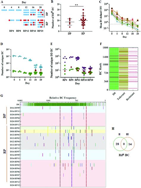 Drug Tolerant Populations That Generate Rifampicin Resistant Mutants