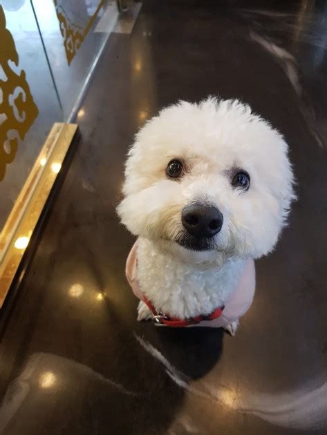 비숑프리제분양가 유기견 미니비숑 웰시코기분양 스피츠 요크셔테리어분양 먼치킨고양이 노르웨이숲고양이분양 돌돌 강아지입양 고양이입양 도그마루 보호소 펫샵 유기견센터