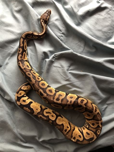 Help Please Mutation Inquiry Ball Pythons Morphmarket Reptile