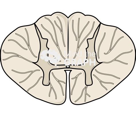 Free Spinal Cord Cut T2 Icons Symbols Pictures And Images Mind The
