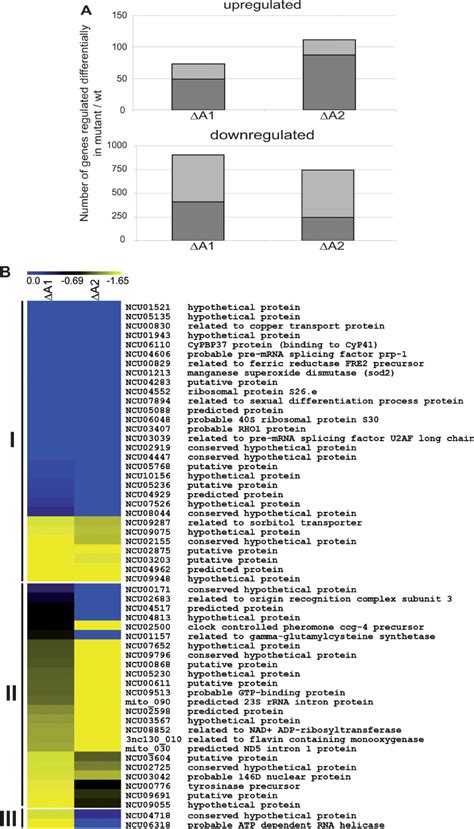 Cross Species Microarray Analysis A Numbers Of Genes That Were Found