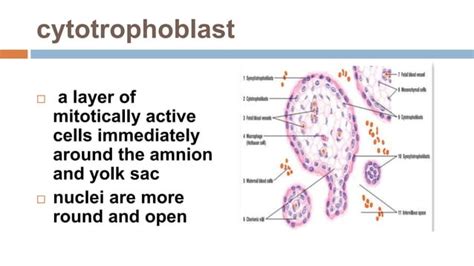 Histology Of The Placenta Pptx Pregnancy Reproductive Health