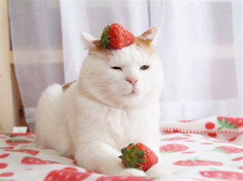 のせ猫しろいちご 猫 かご猫 にゃんこ