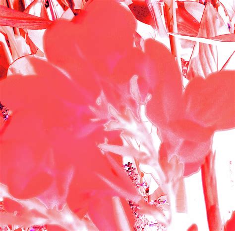 Red Floral Abstraction Digital Art By Amy Hong Zhao Fine Art America