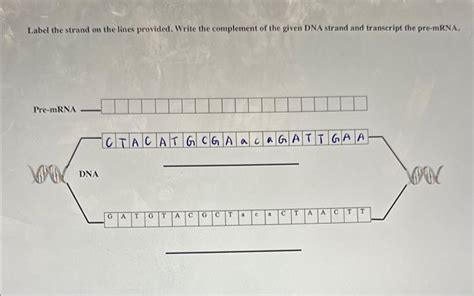 Solved How Do I Know Which Is The Coding Strand And Which Is