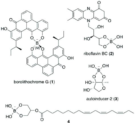 Examples Of Boron Containing Metabolites Download Scientific Diagram