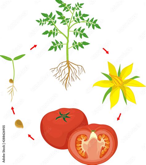 Life Cycle Of Tomato Plant Growth Stages From Seed And Sprout To