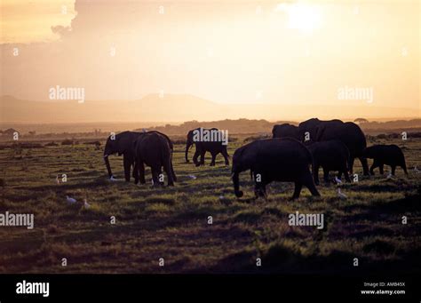 East Africa Kenya Amboseli National Park A Herd Of Elephants At Sunset